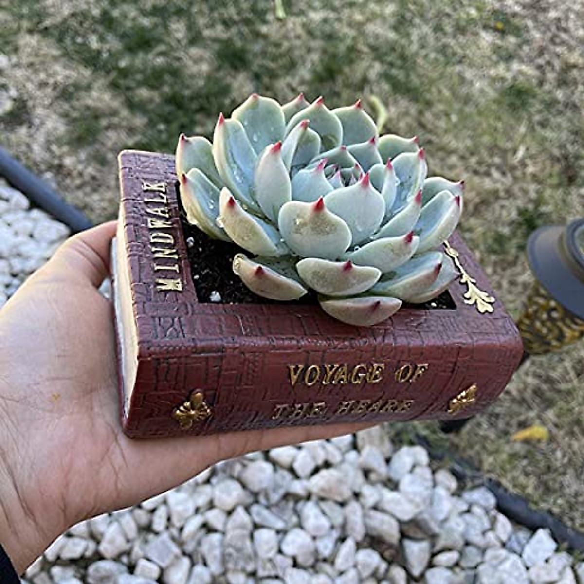 Aygrün Succulent Pots, Cute Resin Animal Flower Planters Decorations, 4 Inches, Creative Pot for Sempervivum with Drainage, Gift for Women, Man, Office and Garden Decor Book, 5.5″x4.0″x2.2″