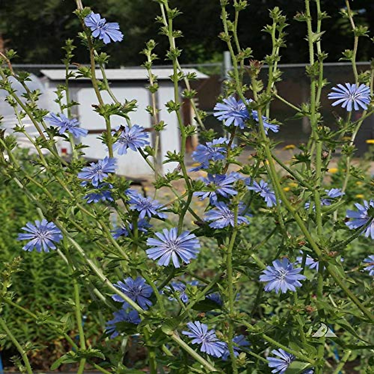 Outsidepride Perennial Chicory Drought Tolerant Wild Flower & Forage Plants - 5000 Seeds