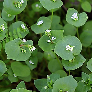 Outsidepride Claytonia Perfoliata Winter Purslane AKA Indian or Miner's Lettuce Herb Garden Plant - 10000 Seeds