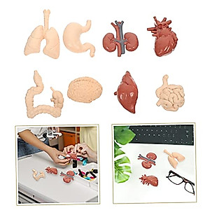 2 Sets Human Visceral Model Human Teaching Aid Human Torso Body Model Human Internal Organs Model Human Body Model Torso and Skeleton Models Anatomy Mannequin PVC Child Major Suite
