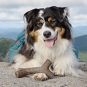 Benebone Maplestick Durable Dog Chew Toy for Aggressive Chewers, Real Maplewood, Made in USA, Medium