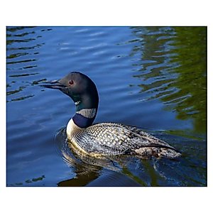 16x20" Common Loon Swimming Lake Waters Paint by Numbers Kits for Adults Kids DIY Wall Art Picture Framed Canvas Oil Painting Set Digital Paintworks for Beginners