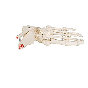 3B Scientific A31/1 Foot Skeleton-flexibly w/portions of Tibia- Fibula - 3B Smart Anatomy