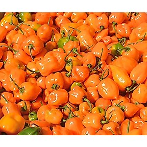Orange Habanero Pepper Superhot Spicy Chili #68 (30+ Seeds, or 1/4 Gram)