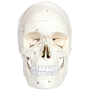 Axis Scientific Numbered Human Skull Model Bundle, 3 Part Life Size Replica, Removable Calvarium (Skull Cap), Mandible (Jaw) and 55 Numbered Features, Includes Detailed Study Guide