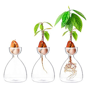 Maveite Avocado Seed Sprout Starter Vase Planter Pot Indoor Avocado Tree Growing Vase Kit Glass Garden Seed Starter Planting Vase Clear Avocado Seed Planter Gift for Kids Adult Friends Families