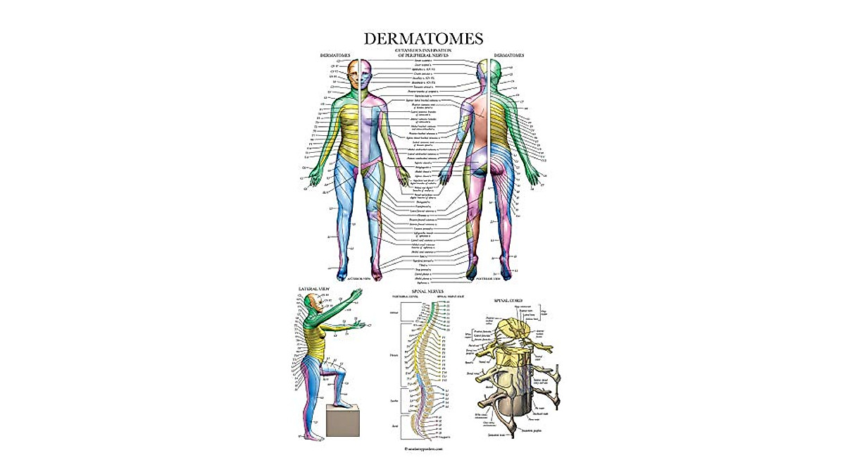 Anatomy Poster Set - Muscular System & Dermatomes