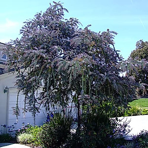 CHUXAY GARDEN 10 Seeds Purple Acacia Baileyana,Cootamundra Wattle Fast-Growing Large Graceful Evergreen Shrub Striking Landscaping Plant Easy Grow