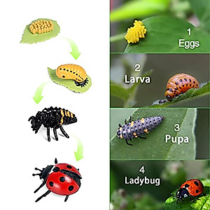 SIENON 8pcs Honey Bee & Ladybug Life Cycle Figurines - Plastic Insect Animal Growth Cycle Kit Montessori Toy Figures for Kids 3-8 Years Old