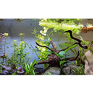 Greenpro Golden Creeping Jenny Lysimachia Nummularia Aurea Potted Live Aquarium Plants for Freshwater Fish Tank