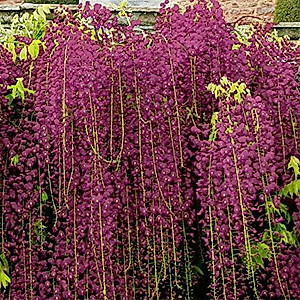 QAUZUY GARDEN 5 Seeds Black Dragon Wisteria Vine Climbing Flower Seeds Rare Tropical Exotic Plant Very Fragrant Perennial Privacy Screens Fast-Growing