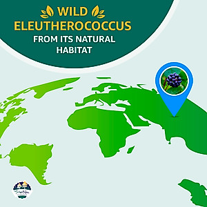 TAIGASEA Wild Eleuthero Root Extract, Herbal Extract Blend with Eleutherococcus for Immunity and Physical Shape, Stamina and Endurance, 100 Vegeterian Capsules