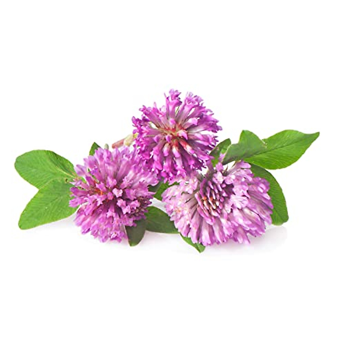 Todd's Seeds Red Clover Seeds, Non-GMO, Chemical Free, High Germination (1/4 Pound)