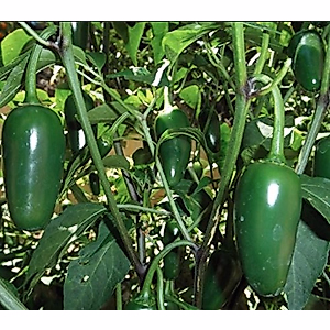 Jalapeño Tam Hot Peppers Seeds for Planting, 50+ Heirloom Seeds Per Packet, (Isla's Garden Seeds), Non GMO Seeds, Botanical Name: Capsicum annuum, Great Home Garden Gift