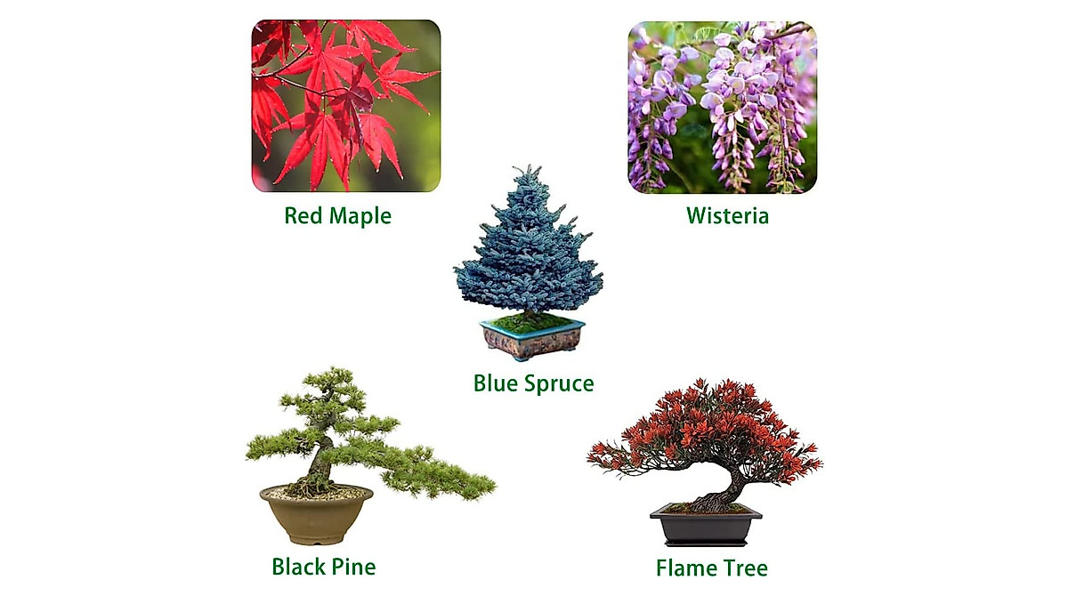 5 Pack Bonsai Tree Seeds for Unique Planting