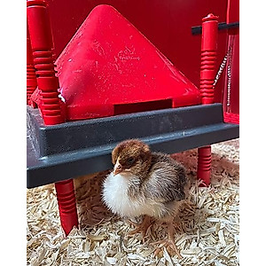 RentACoop Chick Brooder Heating Plate and Anti-Roost Cone Set - Brooder Heating Plate Warms Up to 15 Chicks - Chick Heater with 25 Adjustable Heights and 15 Watts - Safer Than Heat Lamps - 10" x 10"