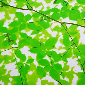 Glass Window Film DIY Privacy Window Film Adhesive Green Leaves Frosted Opaque Glass Window Film Glass Wall Stickers for Home Decor Window Privacy Film