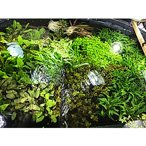 Marcus Fish Tanks Red Myrio Myriophyllum Heterophyllum Foxtail Watermilfoil Live Aquarium Plants