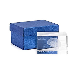 QWORK 3D Human Brain Anatomical Model, Laser Etching Crystal Glass Cube Science Gift Paperweight (LED Base not Included), 3.1(L) x2(W) x2(H) inches