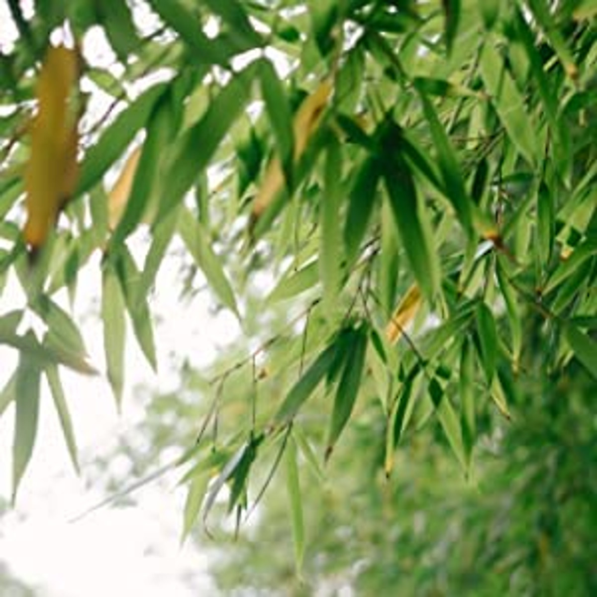 CraftCurl Bamboo Rice Steamer serving Basket kratip Container Handmade Kitchen Decor Design with stand- Handwoven use for steam Sticky Rice in Thai Thailand Laos (Medium 6 inches)