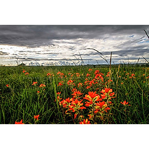 Wildflower Photography Print (Not Framed) Picture of Indian Paintbrush Bringing Color to Stormy Day in Oklahoma Country Wall Art Farmhouse Decor (5" x 7")