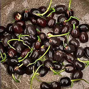 12+ Pcs Bonsai Bowl Lotus Seeds, Water Lily Flower Plant Seed Flowering Aquatic Fresh Garden Seeds for Pond Home Planting Ornamental(Mixed Color)