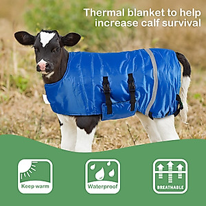 Dunzy 2 Pcs Calf Coat Calf Jacket Calf Warming Blanket Waterproof Windproof Calf Saver (Blue,Classic Style)