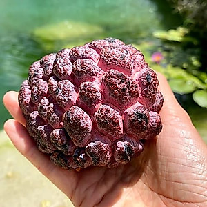 CHUXAY GARDEN Purple Sugar Apple Seed 10 Seeds Annona Squamosa Tree Plant Edible Sweet Fruit Healthy Perennial Tropical Plants
