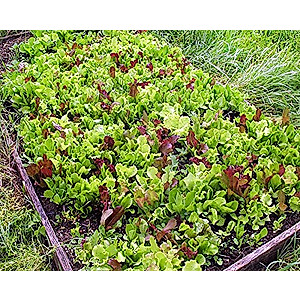 This is a Mix!!! 2000+ Seeds Microgreens Mix 40 Varieties - About 1 oz. - Superfood Seeds Heirloom Non-GMO Delicious Easy to Grow! from USA Fresh and Tested Seeds!