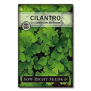 Sow Right Seeds - Cilantro Seed - Non-GMO Heirloom Seeds with Full Instructions for Planting an Easy to Grow herb Garden, Indoor or Outdoor; Great Gift (1 Packet)