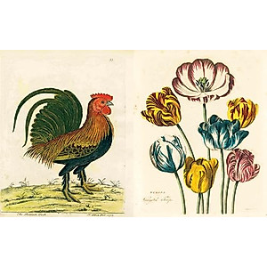 John Derian Picture Book (John Derian Paper Goods)