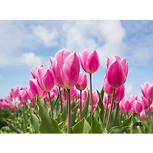 Flower Pink Tulips Floral Kitchen Glass Cutting Board Decorative Gift For Mom Daisies Design