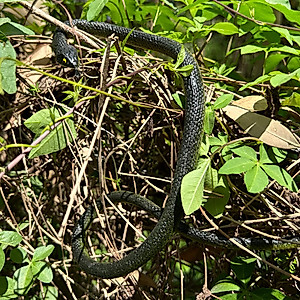 Porgaten Fake Snake Rubber Snake Toy, 4 Pieces Realistic Black Mamba Snakes That Look Real for Garden Props to Keep Birds Away, Novelty Toys for Playing Jokes Prank Stuff for Halloween Party Favor