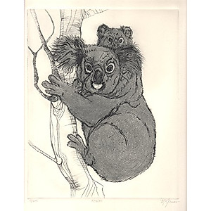 Koalas