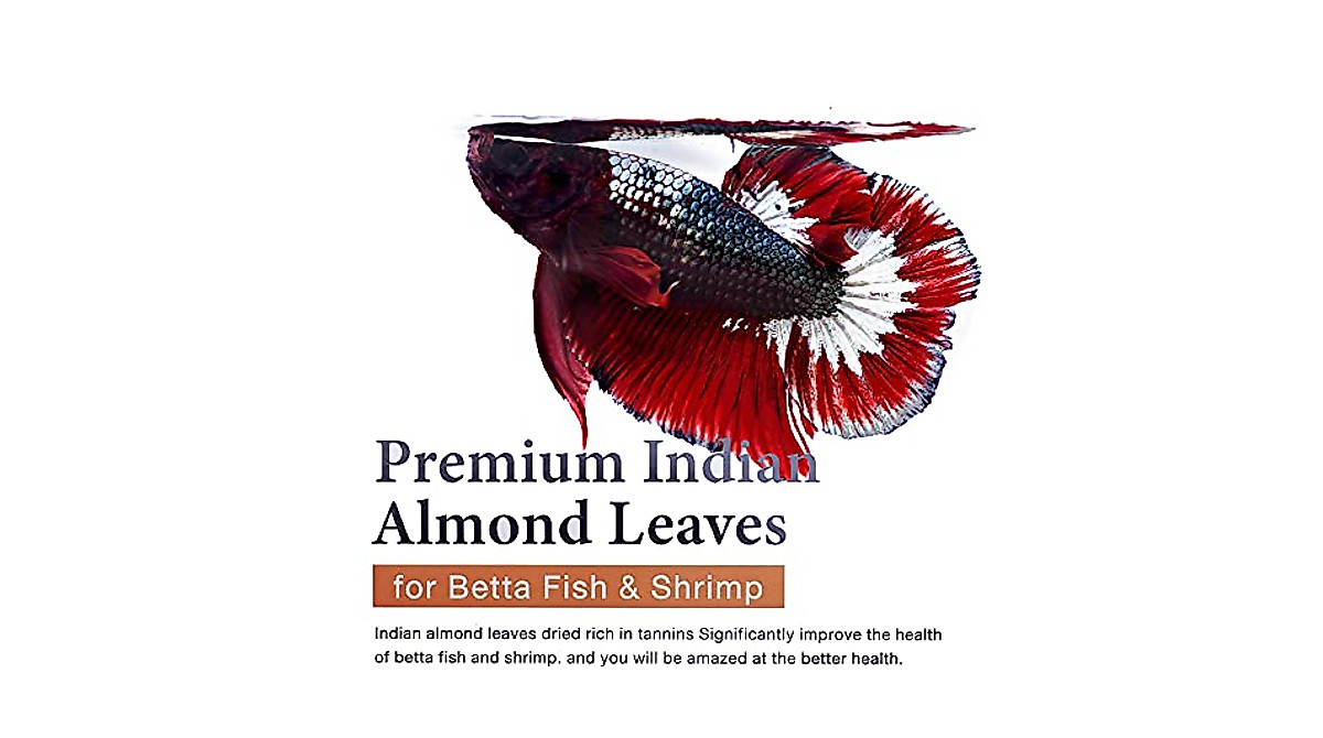JAITAN Premium Indian Almond Leaves – Water Conditioner, Benefits with ...