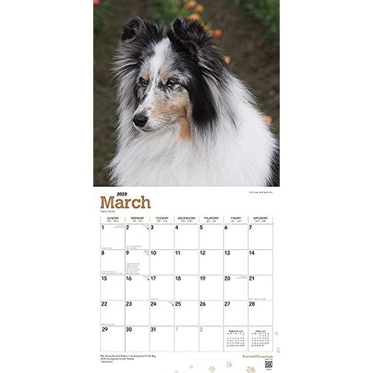 Shetland Sheepdogs 2020 12 x 12 Inch Monthly Square Wall Calendar, Animals Dog Breeds