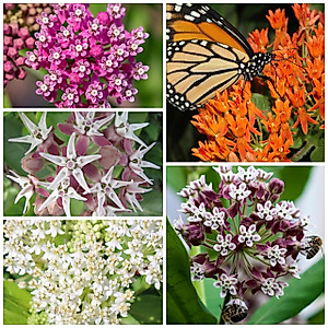 Seed Needs, Milkweed Seed Packet Collection to Attract Monarch Butterflies (5 Individual Seed Varieties to Plant) Heirloom & Untreated Seeds
