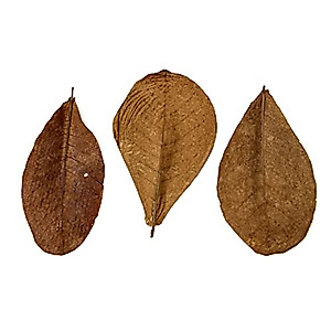 Snout and Shell 10 Indian Almond Leaves 19-25cm (7''-10'') Botanical Leaves for Aquarium Fish, Shrimp & Terrarium Pets - Mineral Source, Decor & Healthy Environment, Brown