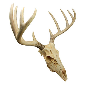 Ebros Gift Rustic Hunter Deer 10 Point Buck Skull Trophy Antlers Wall Mounted Plaque Trophy Decor Figurine 14.25" Long Hunter's Antler Rack Theme Deers Bucks Hunting Skulls Trophies Hanging Sculptures