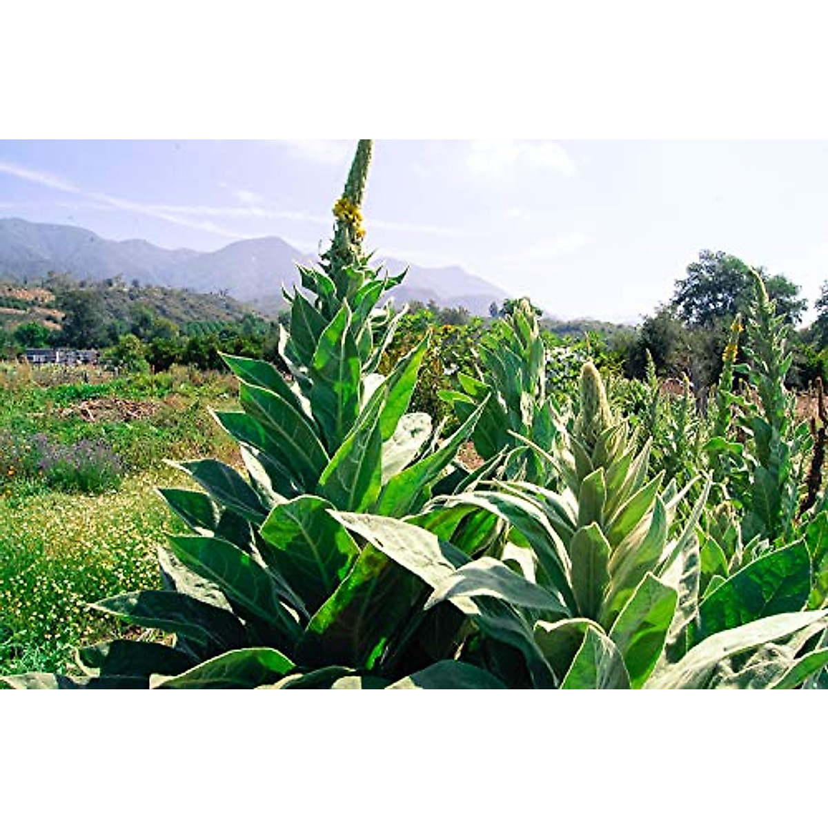 Great/Common Mullein Seeds (Verbascum thapsus) Seeds - Pack of 250, Certified Organic, Non-GMO, Open Pollinated, Untreated Herb Seeds for Planting – from USA