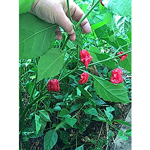 1150A-Trinidad Scorpion Moruga Pepper (Capsicum chinense) Seeds by Robsrareandgiantseeds UPC0764425787792 Bonsai,Non-GMO,Organic,Historic Plants,Sacred, 1150-A Package of 25 Seeds