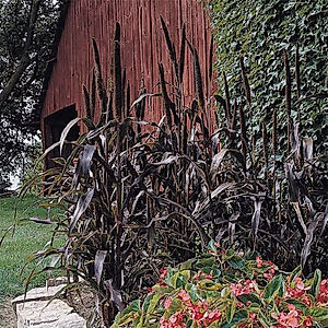 CHUXAY GARDEN 25 Seeds Pennisetum Glaucum 'Purple Majesty' Seeds,Ornamental Millet Annual Grass Drought Tolerant Easy Grow