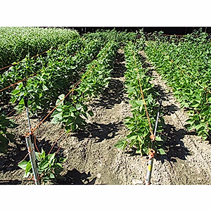 Pinto Bean Plant Seeds, 30+ Heirloom Seeds Per Packet, (Isla's Garden Seeds), Non GMO Seeds, 90% Germination Rate, Botanical Name: Phaseolus vulgaris