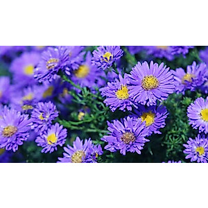 Smooth Blue Aster Seeds Wildflower Garden 100 Seeds