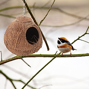 VILLCASE Outdoor Toys Bird Natural Shell Bird House Parakeet Budgie Cockatiel Finch Sparrows Breeding Nesting Bird Aviary Cage Box -Pecking Bite (Chain Style) Outdoor Playset