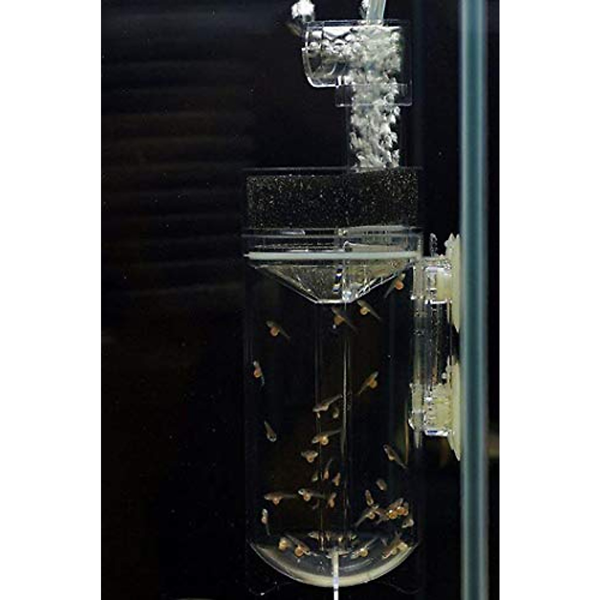 PETGROUP Aquarium Cichlids Fish Egg Incubator Tumbler Fish Hatchery Mouth-Brooding 70mm & Shrimp