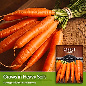 Survival Garden Seeds - Danvers Carrot Seed for Planting - Packet with Instructions to Plant and Grow Long Storing Deep Orange Carrots in Your Home Vegetable Garden - Non-GMO Heirloom Variety