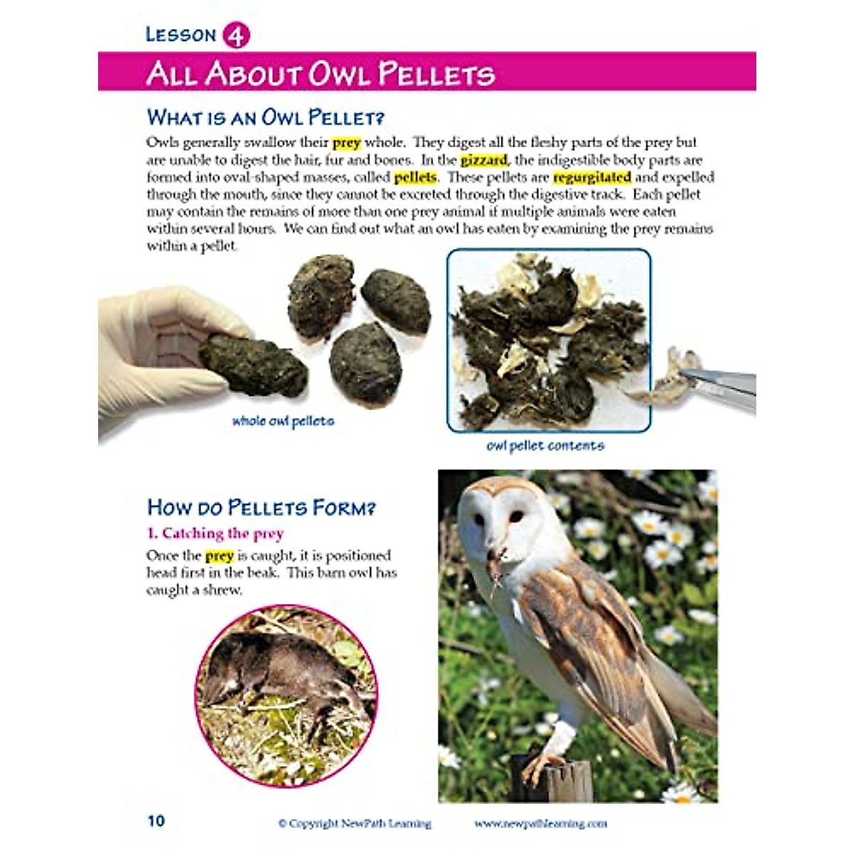 NewPath Learning-14-6715 Owls and Owl Pellet Dissection Resource Guide - Self-Directed Readings, Illustrated Explanations