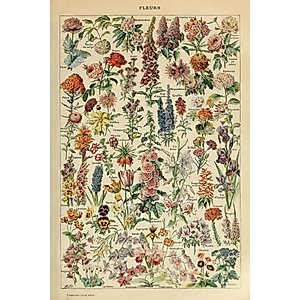 Lantern Press Assorted Flowers, E, Vintage Bookplate, Adolphe Millot Artwork (12x18 Art Print, Travel Poster Wall Decor)