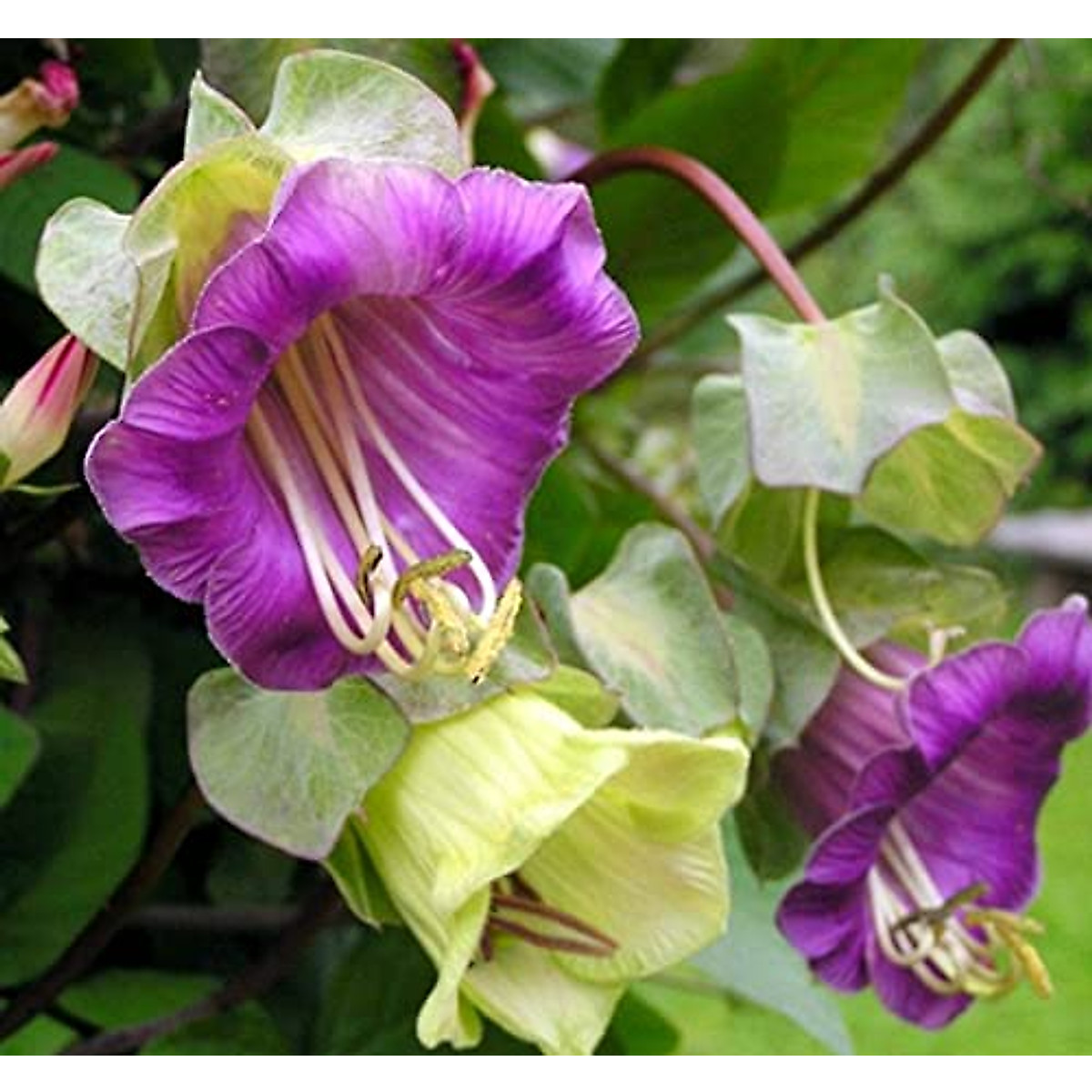 Seeds Cathedral Bellx Mix Cup and Saucer Vine (Cobea) Flowers Beautiful Hanging Annual Garden for Planting Non GMO